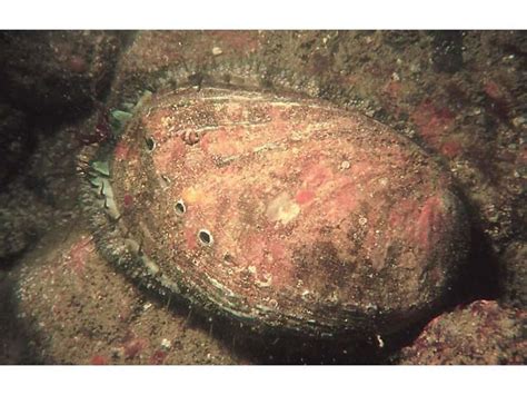 Green Ormer Alchetron The Free Social Encyclopedia