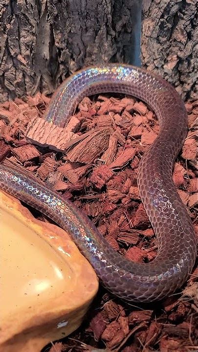 무지개 빛이 도는 전설의 뱀 Youtube