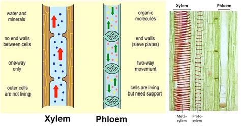 Phloem Search Best 4K Wallpapers
