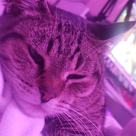 Pin By The Enerjeka Addicts Left Mis On Quick Saves Roblox Roblox