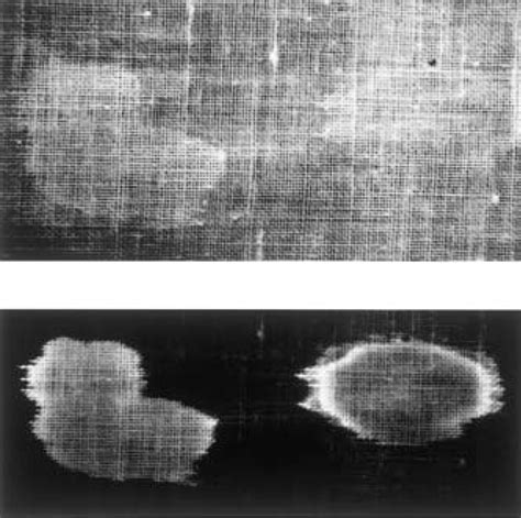 Semen Stains On White Cotton A 415 Nm Excitation Viewed Through 505