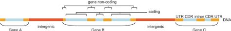 Figure 2 From Intergenic And Genic Sequence Lengths Have Opposite