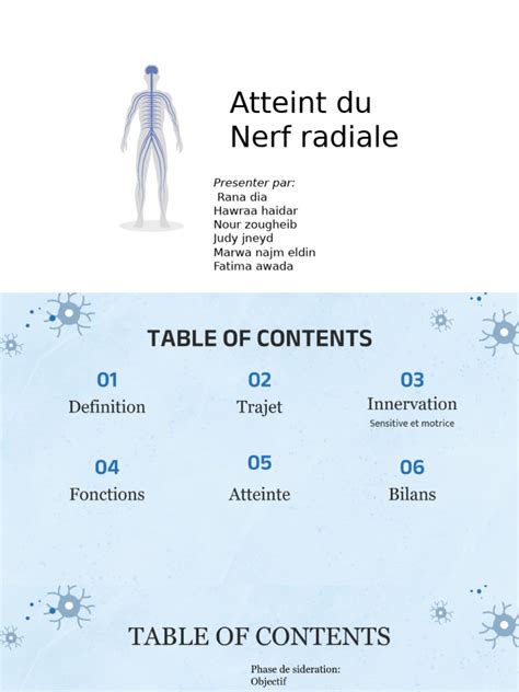 Nerf Radial Pdf Membres Anatomie Système Nerveux