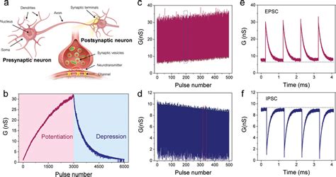 Characterizations Of Artificial Synaptic Behaviors A Schematic Download Scientific Diagram