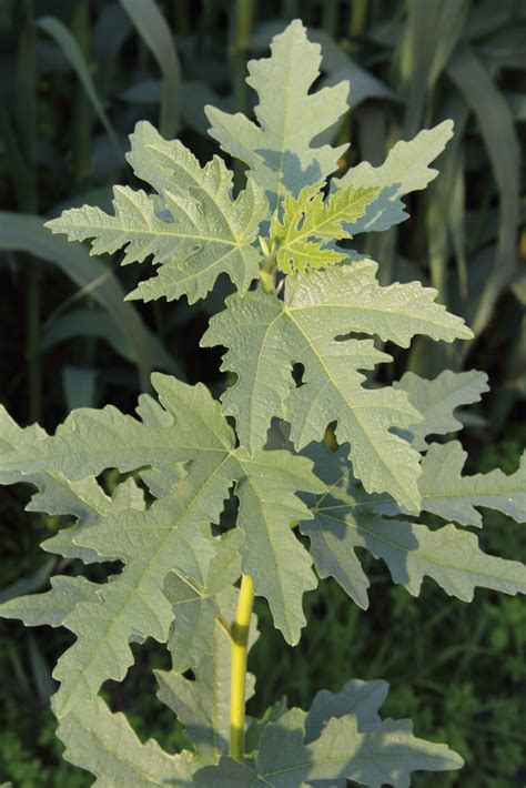 Ficus Johannis Subsp Afghanistanica ‘silver Lyre Pan Global Plants
