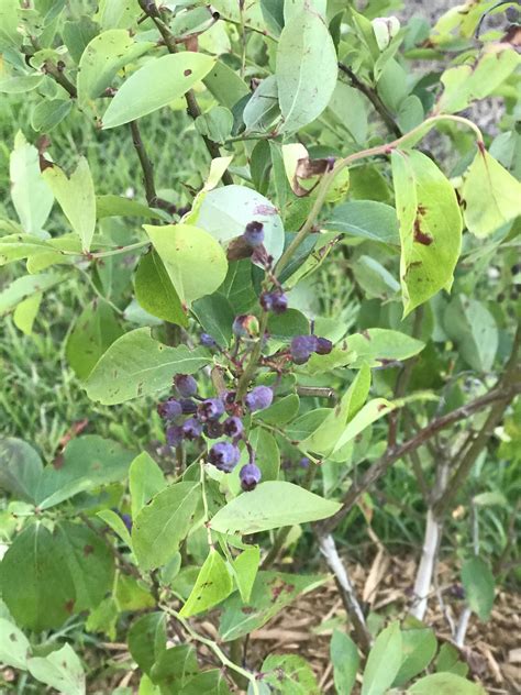 Blueberry Bush Has Brown Spots On Leaves At Linda Platt Blog