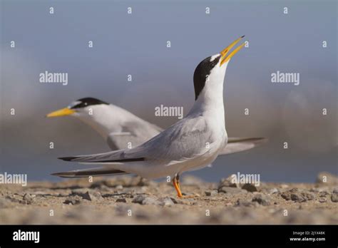 Interior Least Tern