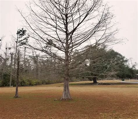 Bald Cypress Tree Forestry Com