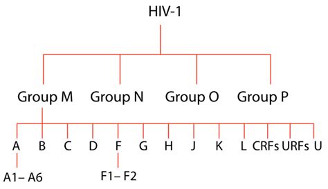 All About Hiv Types Subtypes Groups And Strains