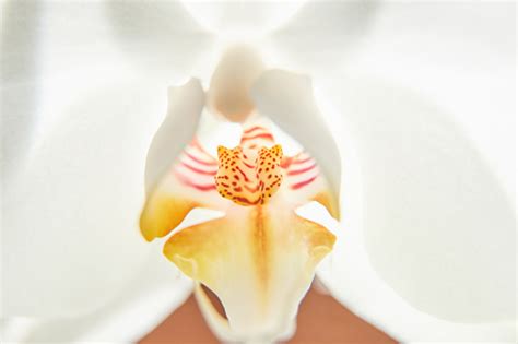 태양 빛에 흰 난초 녹색 새싹 새 꽃 나비 호 접 Synadena 그 라 피아 킹 듐 Kingidium Lesliea Stauritis 폴 리 크로 0명에 대한 스톡 사진