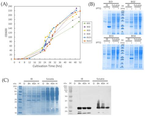 Fermentation Results A Growth Curve Of E Coli Producing Pcv2d At Download Scientific