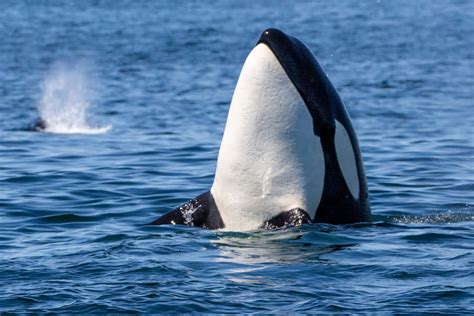 100 Orca Whale Wallpapers