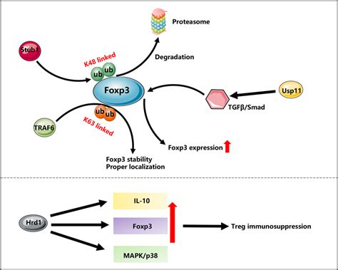 Ubiquitination Mediated Regulation Of Treg Immunosuppression E3 Ligase