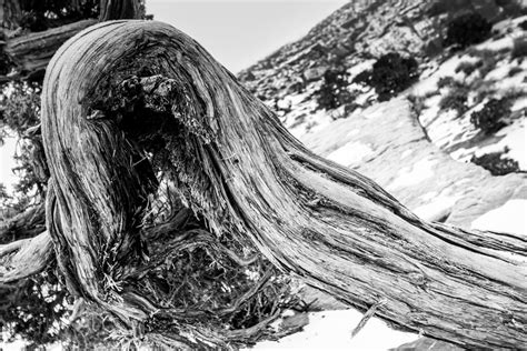Shop Genus Juniperus — Shoot From Within Photography