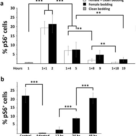 Time Course Of The Adaptive Response To Opposite Sex Stimuli A Male
