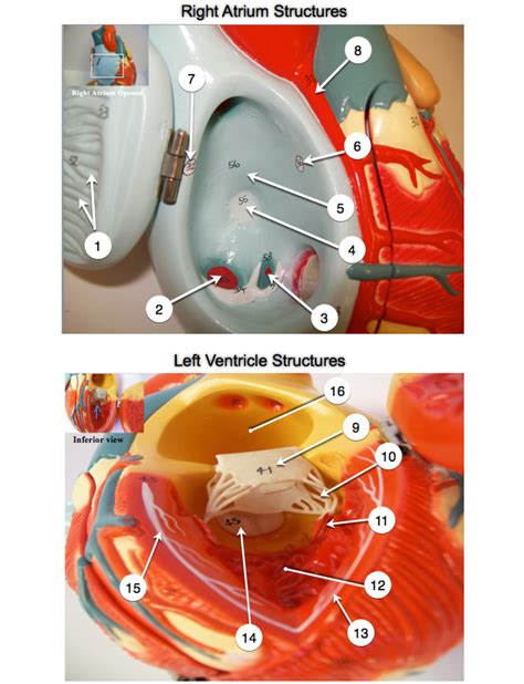 Right And Left Atrium Structures Diagram Quizlet