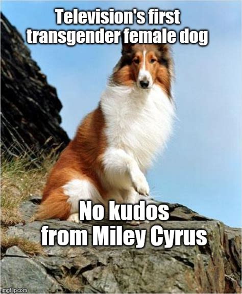 Lassie Memes 14 Funny Collie Memes That Will Make Your Day