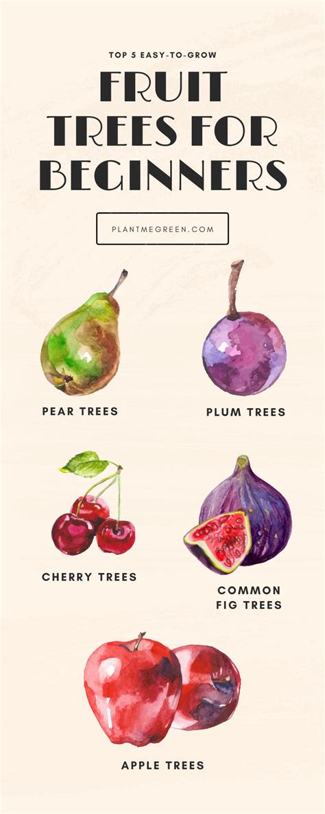 Top 5 Easy To Grow Fruit Trees For Beginners Plant Me Green