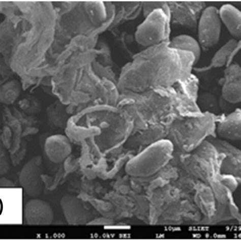 Ftir Spectra Of Mango Seed Kernel Butter Extracted Using A Soxhlet Download Scientific