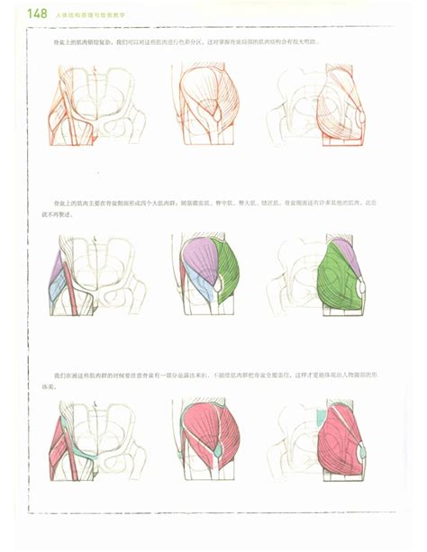 人体结构原理与绘画教学 148 花瓣网