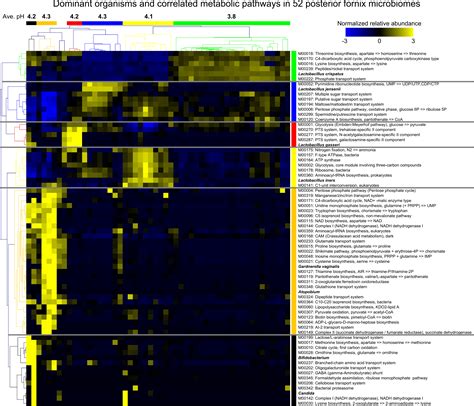Pdf Metabolic Reconstruction For Metagenomic Data And Its Application To The Human Microbiome