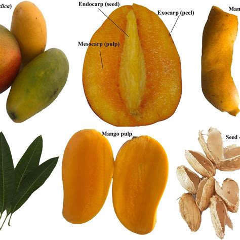 Leaves Of The Tree And Structure Of The Mango Fruit Manera Indica Download Scientific Diagram