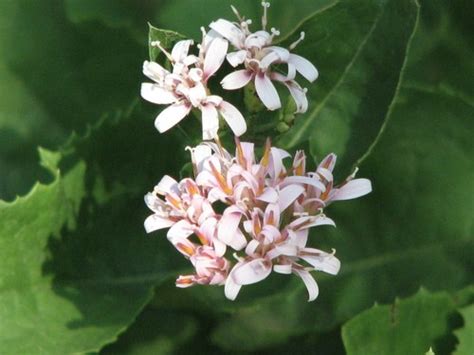 Acourtia Wrightii Picturethis