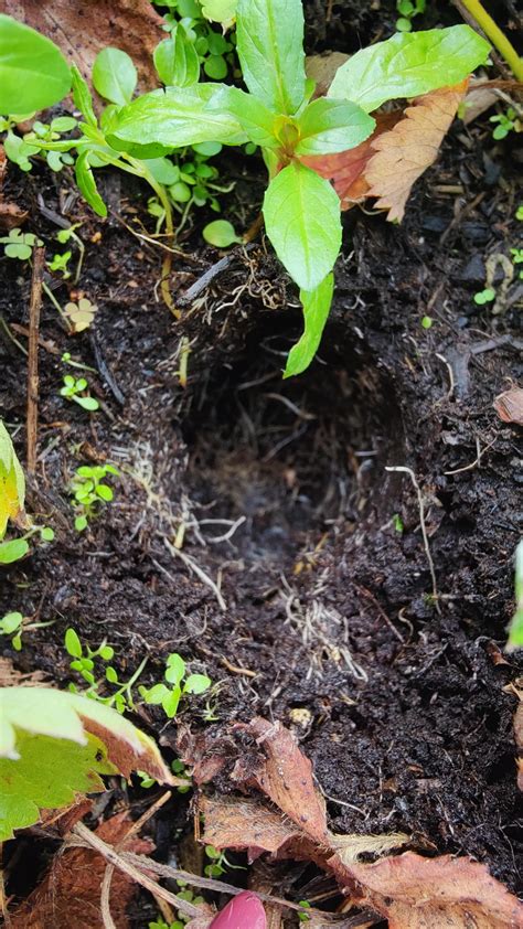 Hey Everyone Weve Just Found An Egg Buried In Our Strawberry Planter