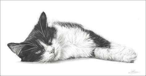 Black And White Cat Drawing How To Draw A Black Cat Drawing Easy