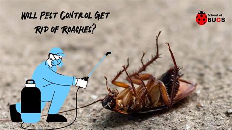 Will Pest Control Get Rid Of Roaches School Of Bugs