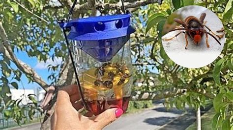 Asian Hornet Trap Ulule
