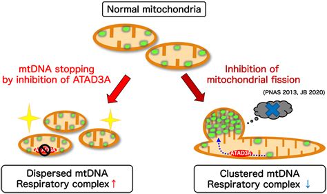 New Insights Into Mitochondrial Nucleoid Dynamics Mirage News