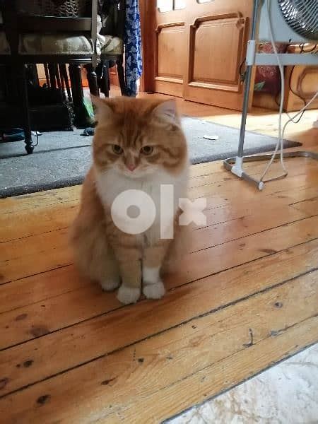 قط وقطة للتبني، العمر سنتين، شيرازي بيور، لونج هير، مطعمين Cats