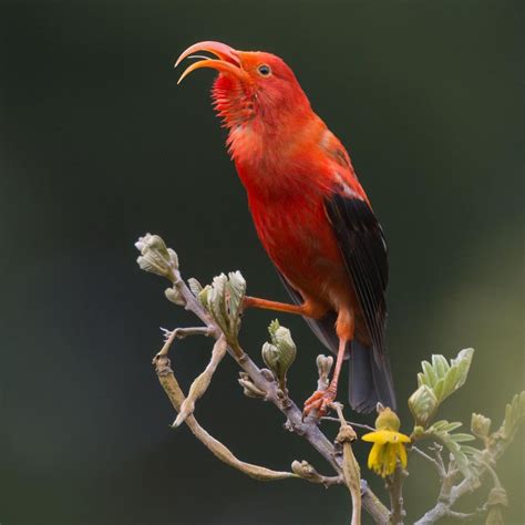 Honeycreeper Evolution Understanding Hawaiis Honeycreepers Equivalent