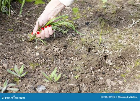 Close Up Of A Woman S Hand Pulling Weeds Out Of The Ground Weeding Grass Beds Stock Image