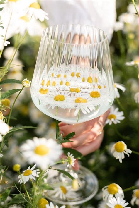 Divination On Daisy Petals A Glass With A Chamomile Drink Stock Image
