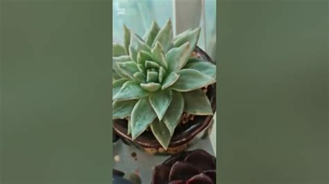 이 흙 아니면 다육이 죽어요 💀👉 배합토 필수 체크 🌵 다육이 🌵 다육이키우기 🪴 다육이흙배합 🌿 베란다정원 🏡 다육이초보 Youtube