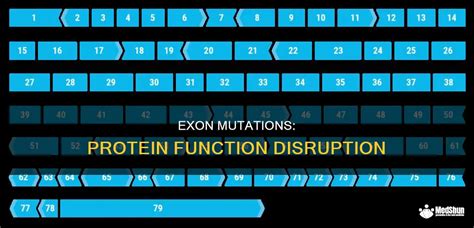 Exon Mutations Protein Function Disruption Medshun