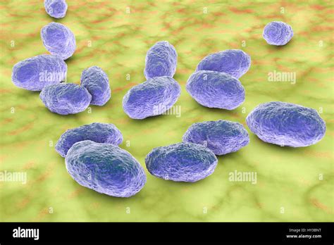Coccobacillus