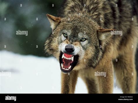Wolf Face Growling