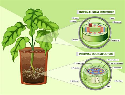 Diagram Showing Stem And Root Structure 2203174 Vector Art At Vecteezy