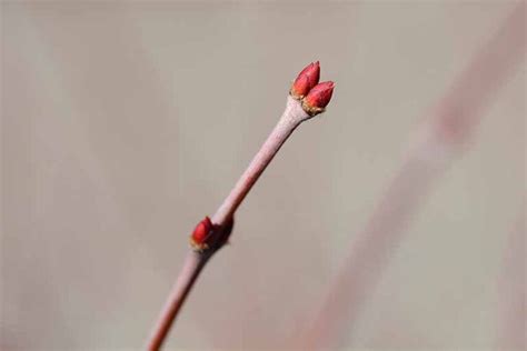 How To Deal With Japanese Maple Winter Dieback