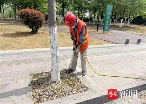 南京大厂园林创新防治蚜虫,守护绿色家园树木药物病虫害 南京大厂园林创新防治蚜虫,守护绿色家园树木药物病虫害