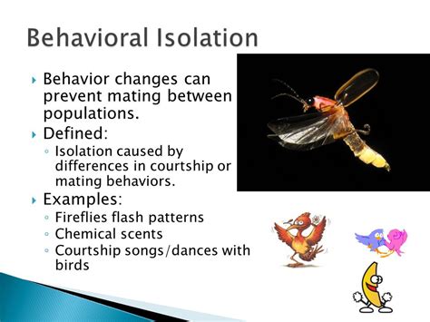 Behavioral Isolation Fireflies