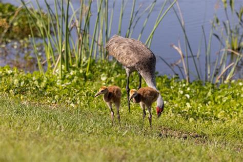 6th Workshop On Cognition And Control Dr Sean Meyn