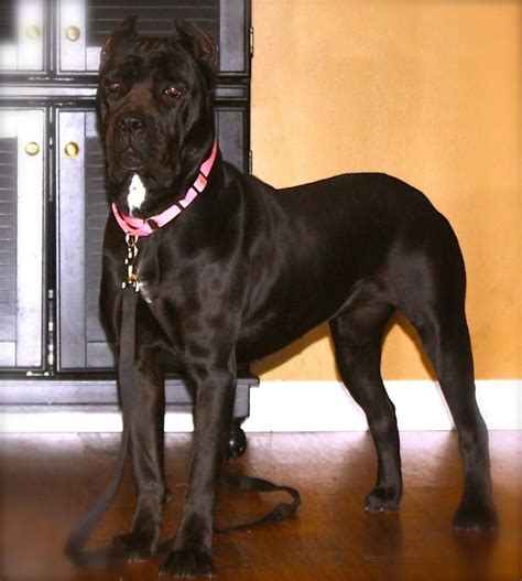 Female Cane Corso Artofit