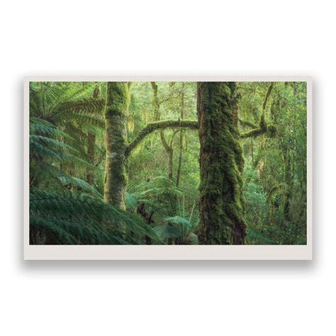 Takayna Tarkine One Of The Last Wild Places On Earth — Australian Geographic