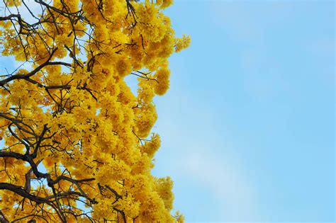A Yellow Tree That Only Blooms In The Spring R Wallpapers