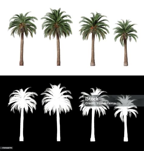 피닉스 Canariensis 야자 식물은 투명한 배경에 고립되어 있습니다 야자 나무 Arecales에 대한 스톡 벡터 아트 및 기타 이미지 야자 나무