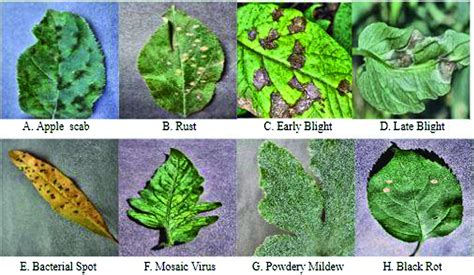Green Leaf Bug Classification
